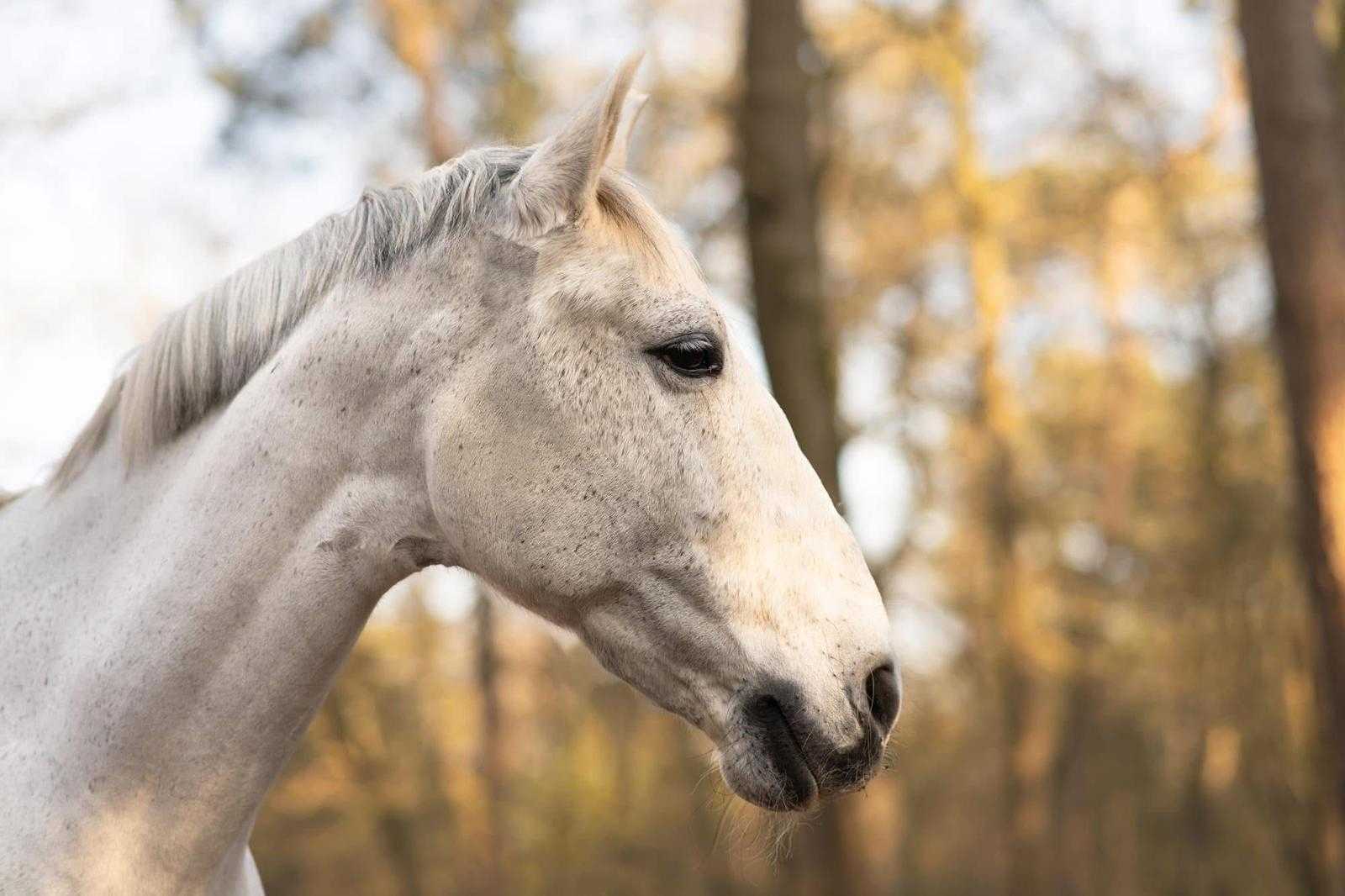 Worm&Co – de expert in wormonderzoek bij dieren